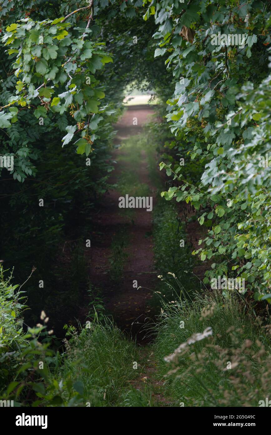 Pathway hedges hi-res stock photography and images - Alamy