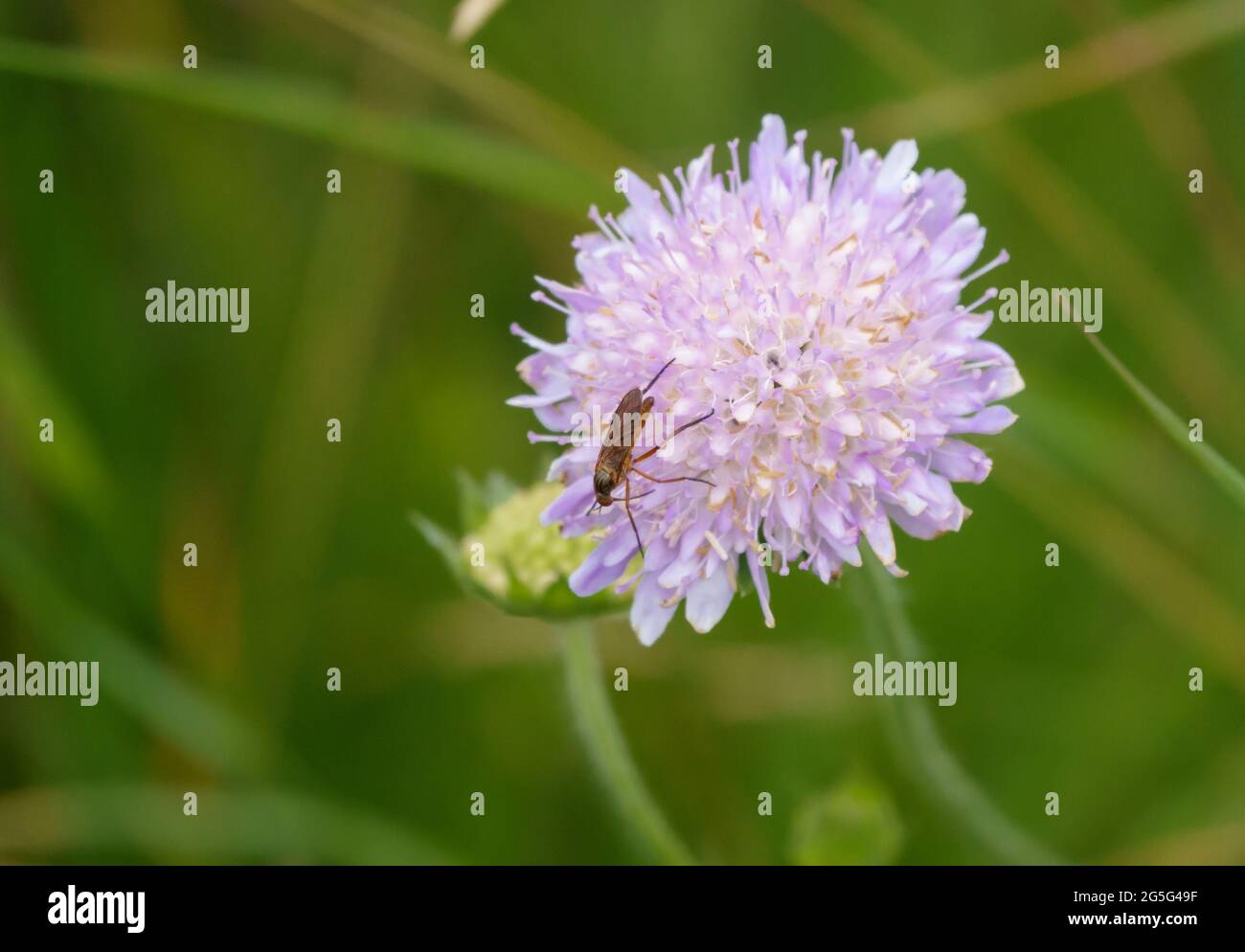 a bee fly insect visiting a beautiful violet field scabious (Knautia ...