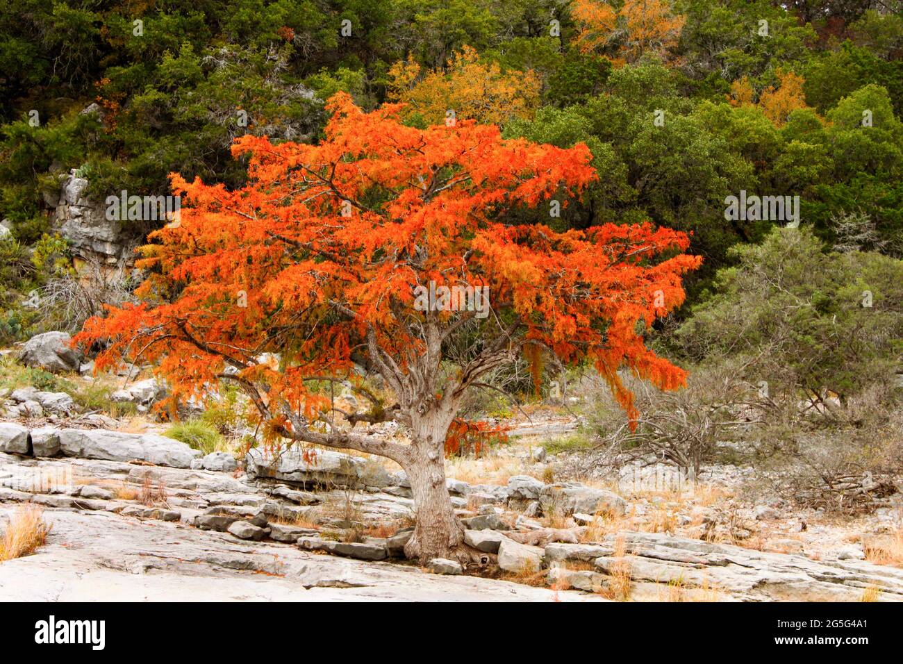 Brilliant orange - red tree growing on rocky terrain in front of green ...