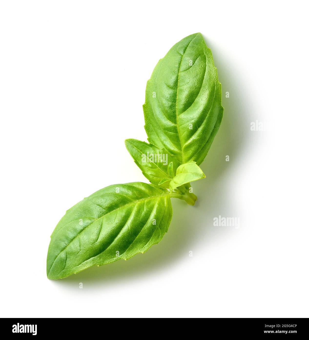 fresh green basil leaf isolated on white background, top view Stock ...