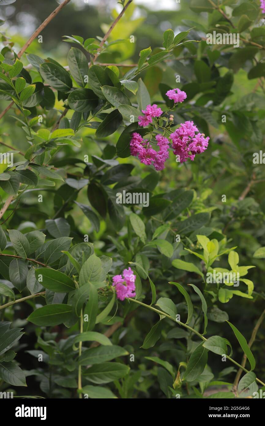 Beautiful purple flower of Lagerstroemia speciosa (giant crape-myrtle, Queen's crape-myrtle ...