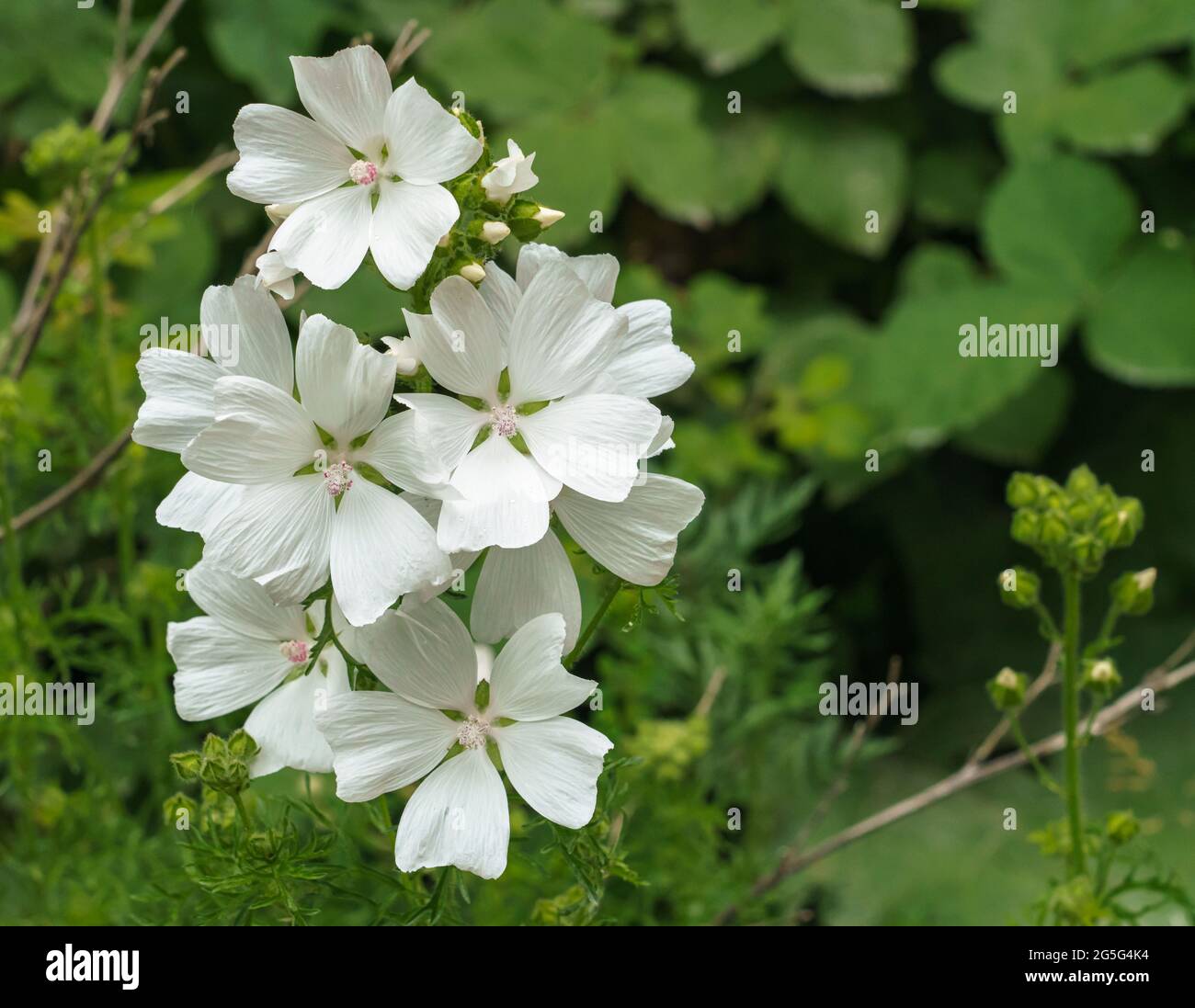 Musk Mallow High Resolution Stock Photography and Images - Alamy