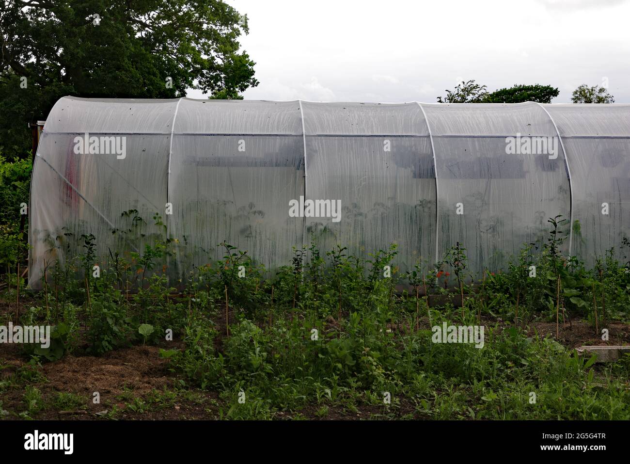 Polytunnel outside hi-res stock photography and images - Alamy