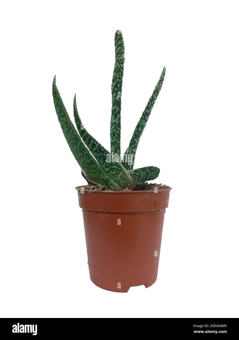 Houseplant succulent echeveria in Cut Out Stock Images & Pictures - Alamy