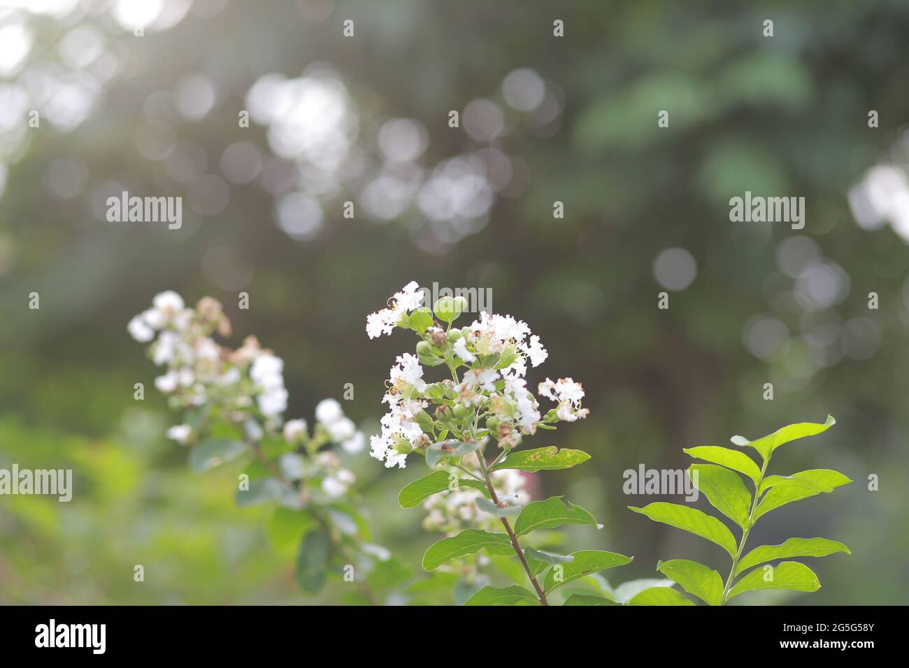 Lagerstroemia Indica Crape myrtle flowers Lythraceae deciduous tree ...