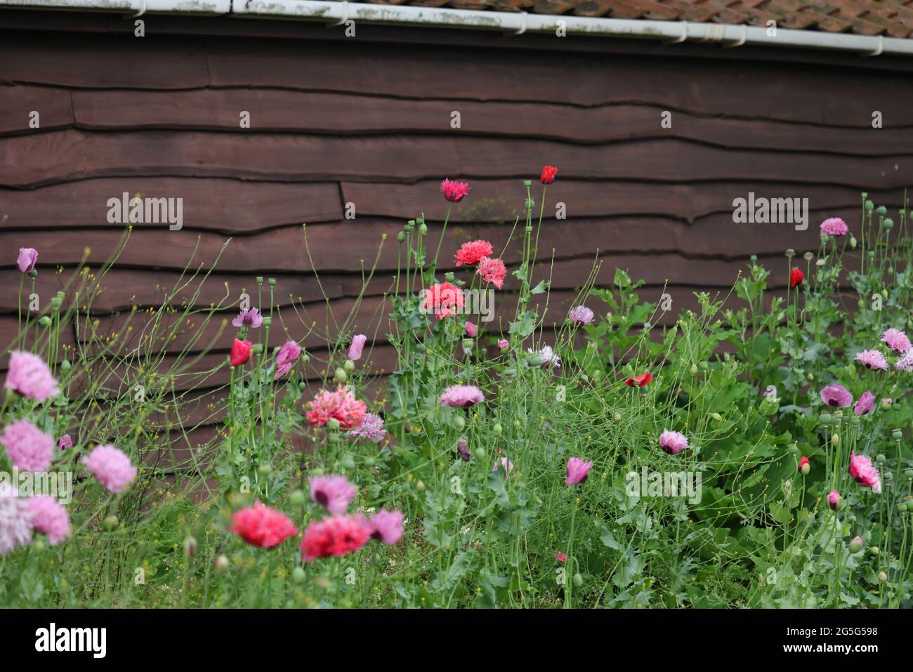 Oriental Poppy seen outside in the UK Stock Photo - Alamy