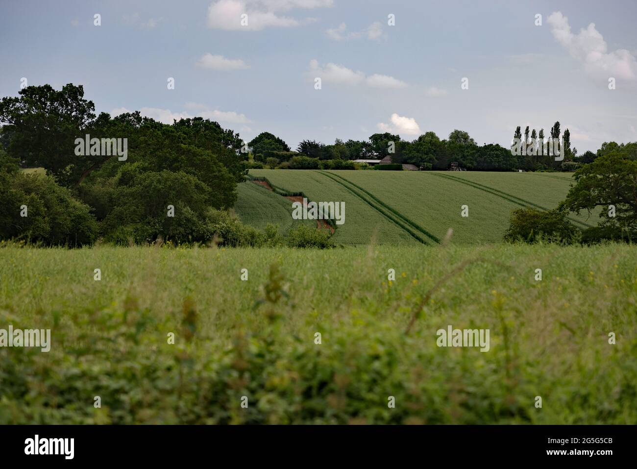 English rural landscape June, 2021 Stock Photo - Alamy
