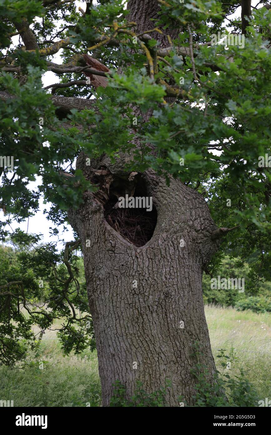Inside hollow tree hi-res stock photography and images - Alamy