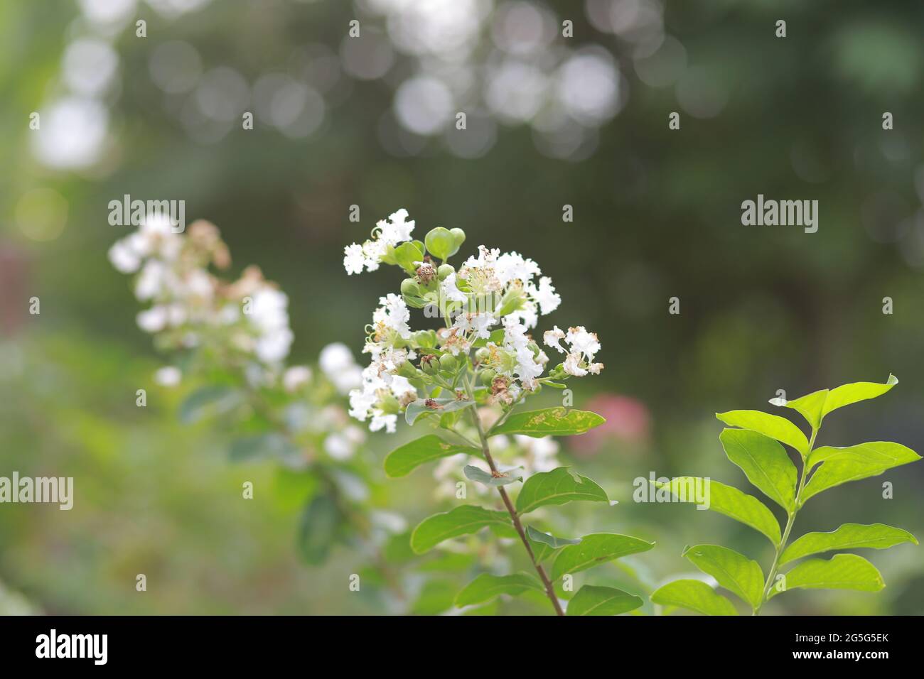 Lagerstroemia Indica Crape myrtle flowers Lythraceae deciduous tree ...