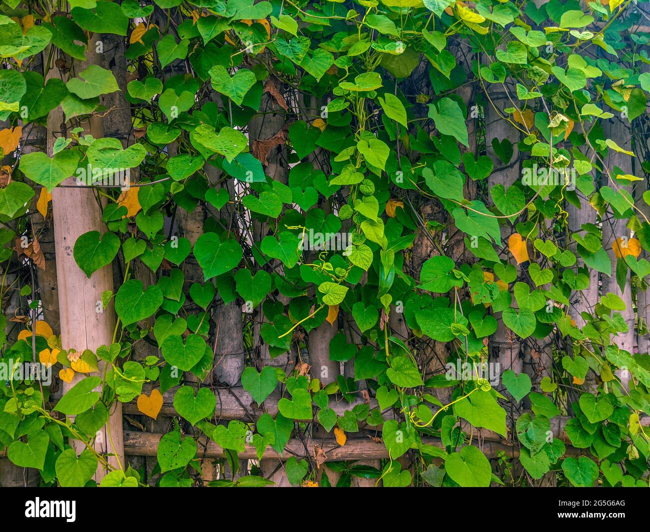 Green leaves of an ivy plant clinging on the fence Stock Photo - Alamy