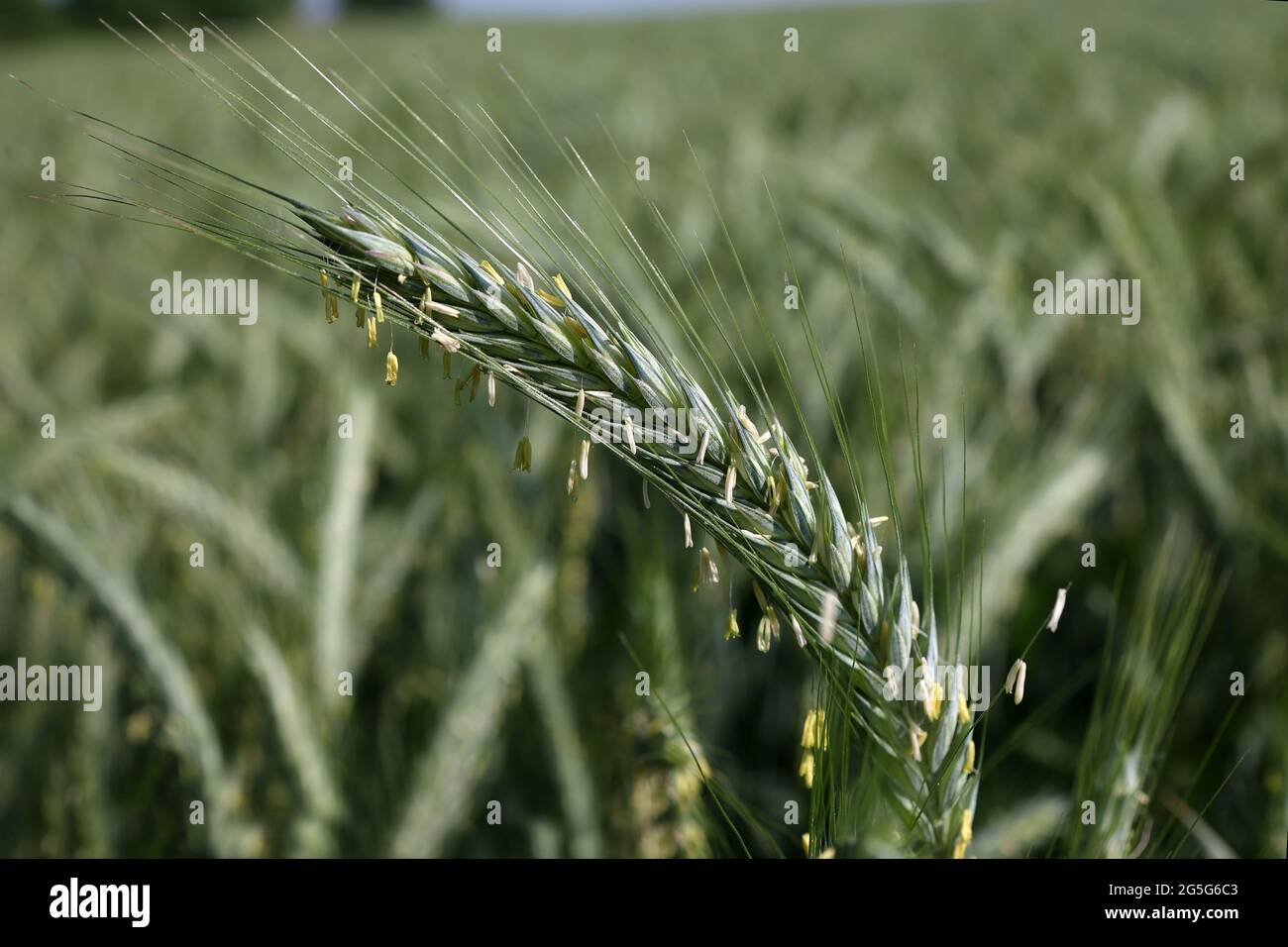 A selective focus shot of young green wheat spikes growing in the field ...