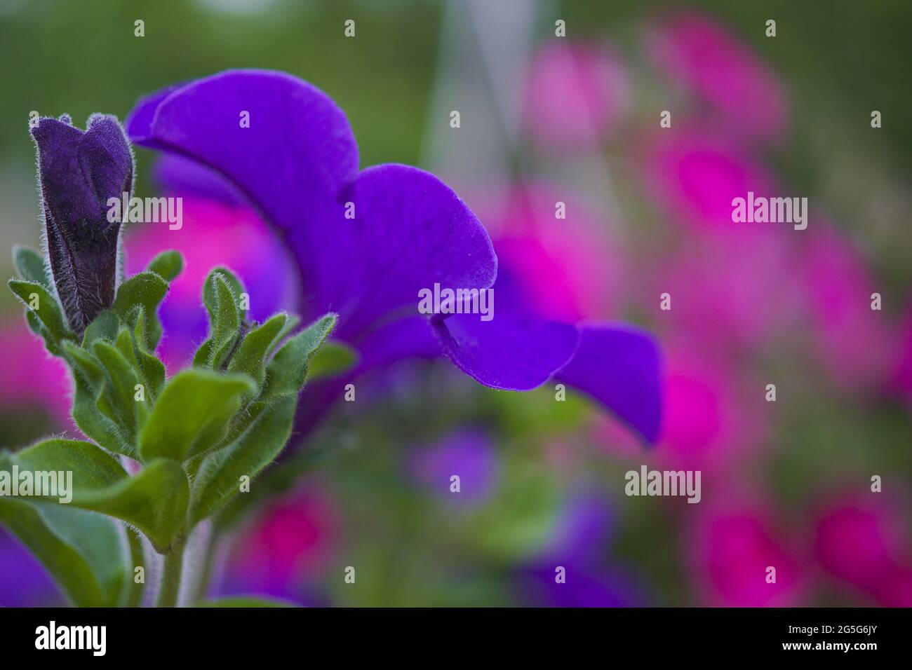 A closeup shot of beautiful purple petunia flowers in the garden Stock ...