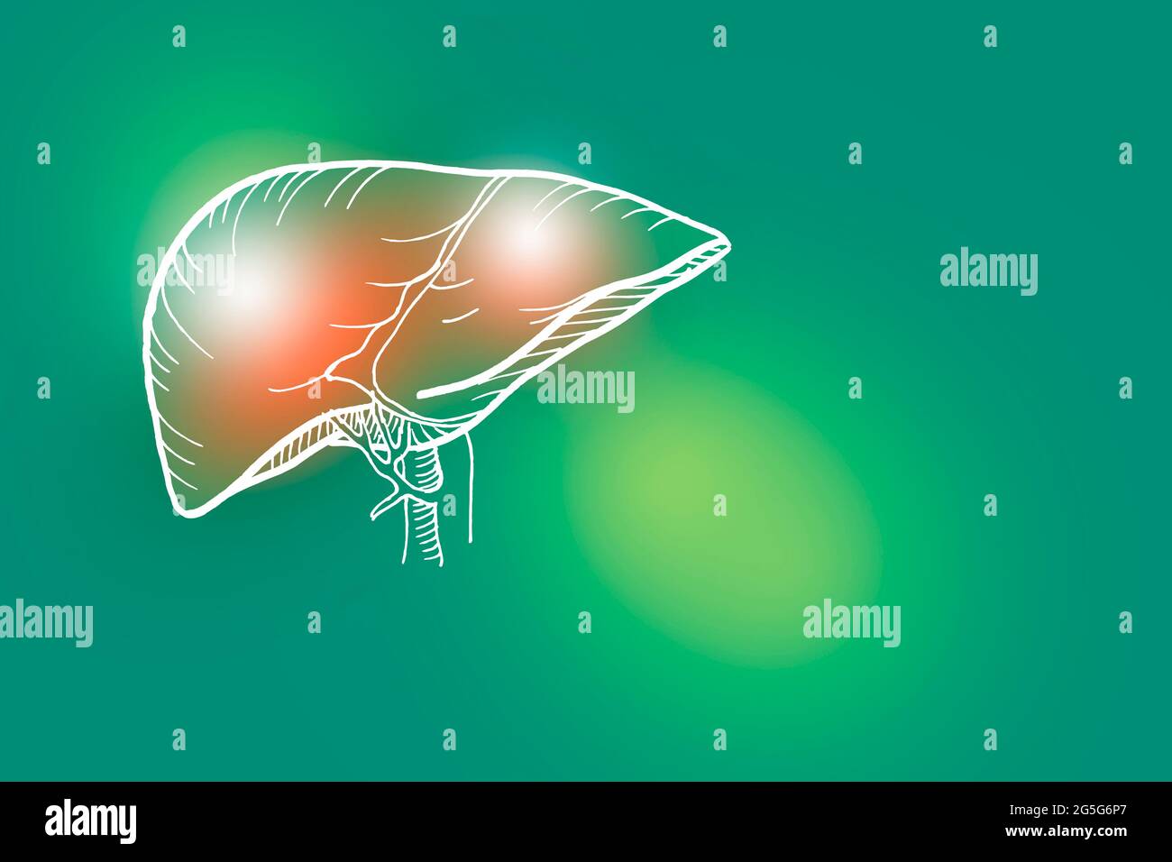 Handrawn illustration of human Liver on light green background. Medical ...