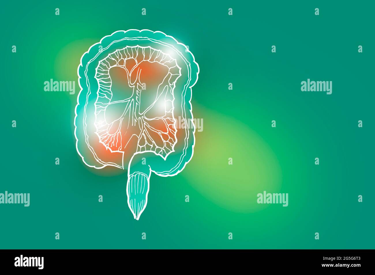 Handrawn illustration of human Intestine on light green background ...