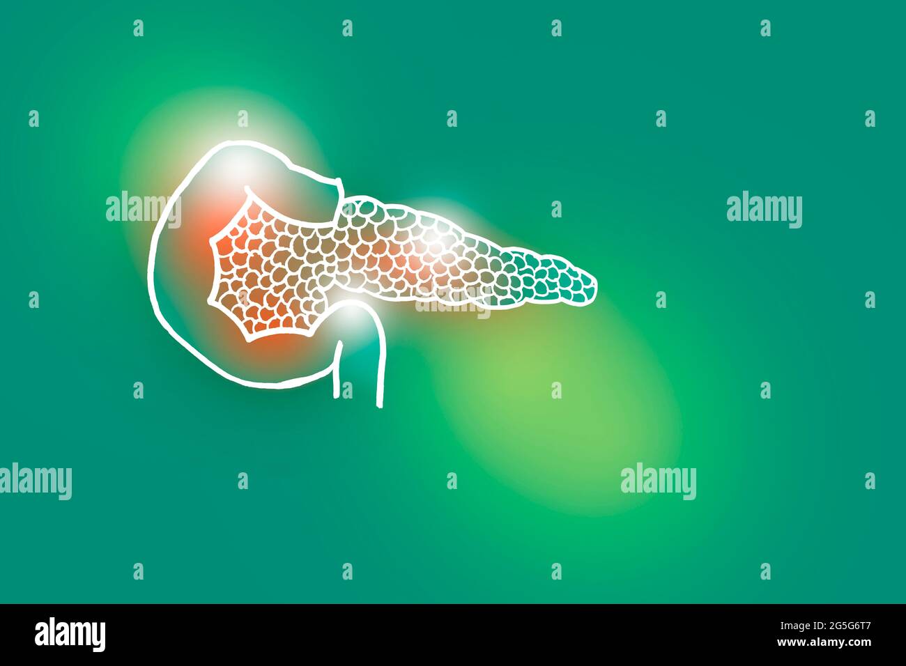 Handrawn illustration of human Pancreas on light green background ...