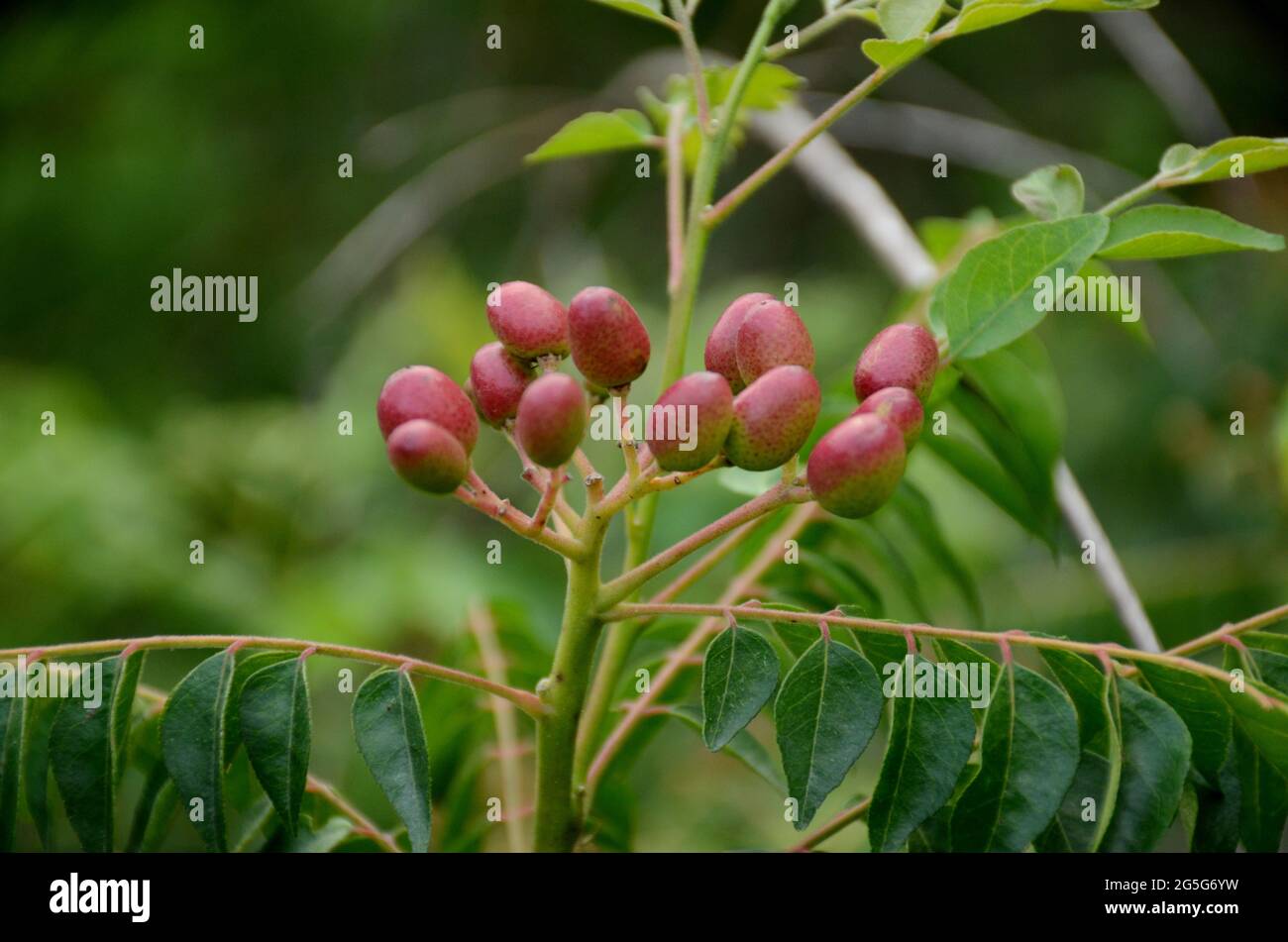 Curry tree fruit hi-res stock photography and images - Alamy