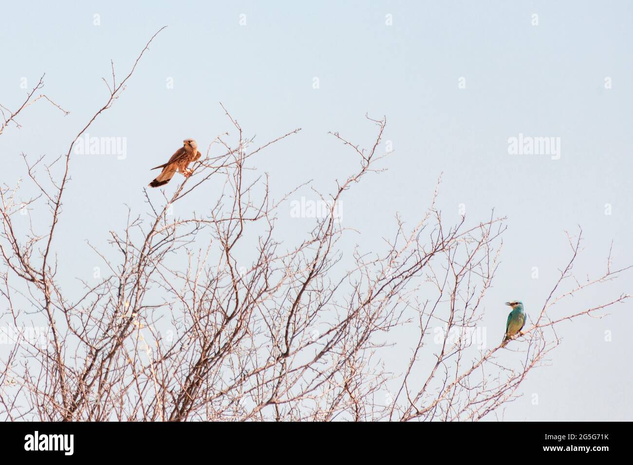 A summer hawk follows a raven (Coracias garrulus) bird through a tree ...