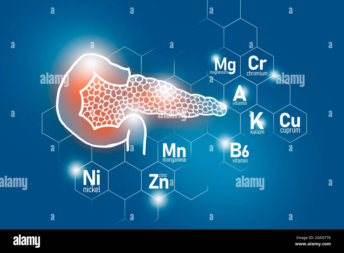Pancreas diagram hi-res stock photography and images - Alamy