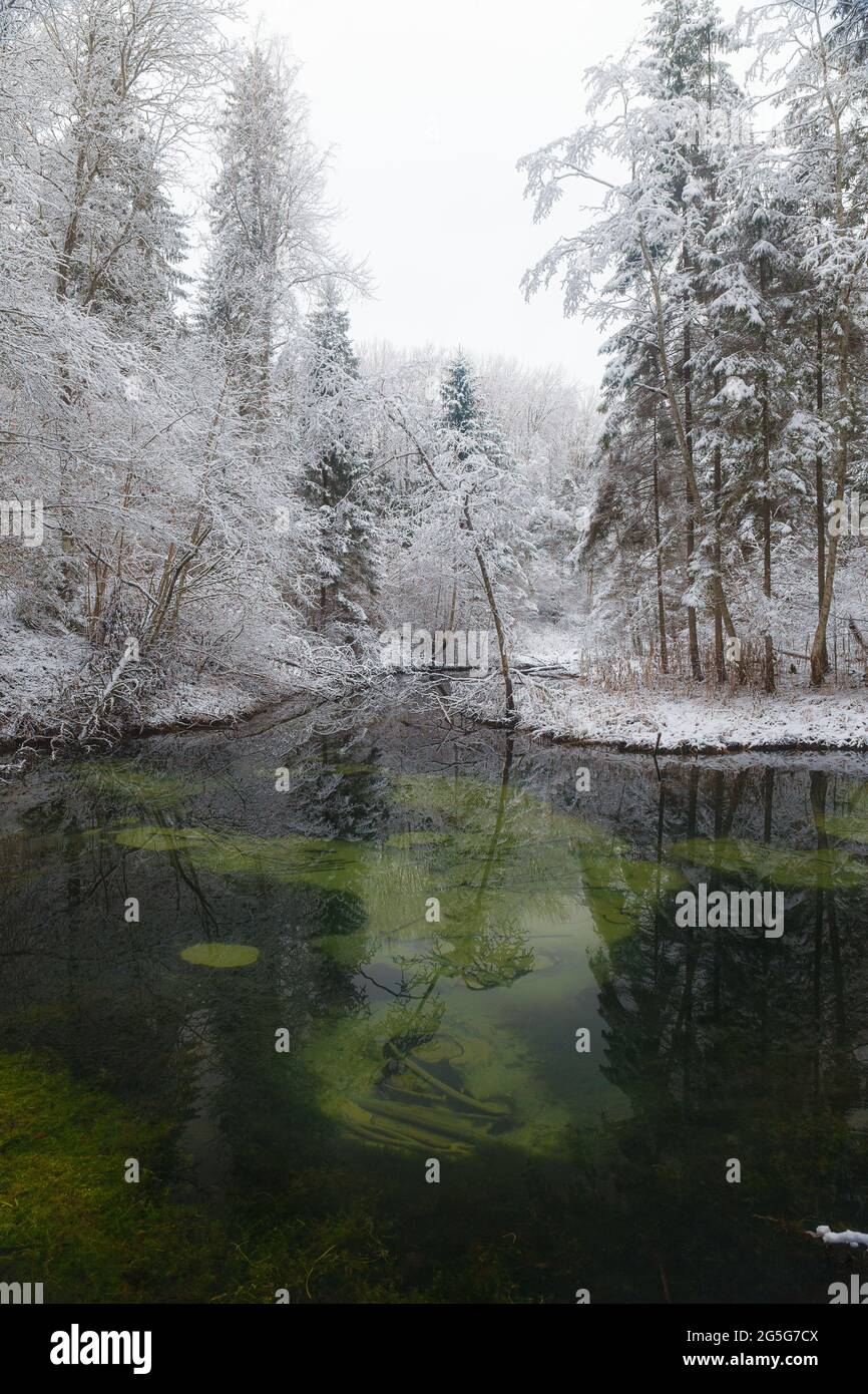 Siniallikad hi-res stock photography and images - Alamy