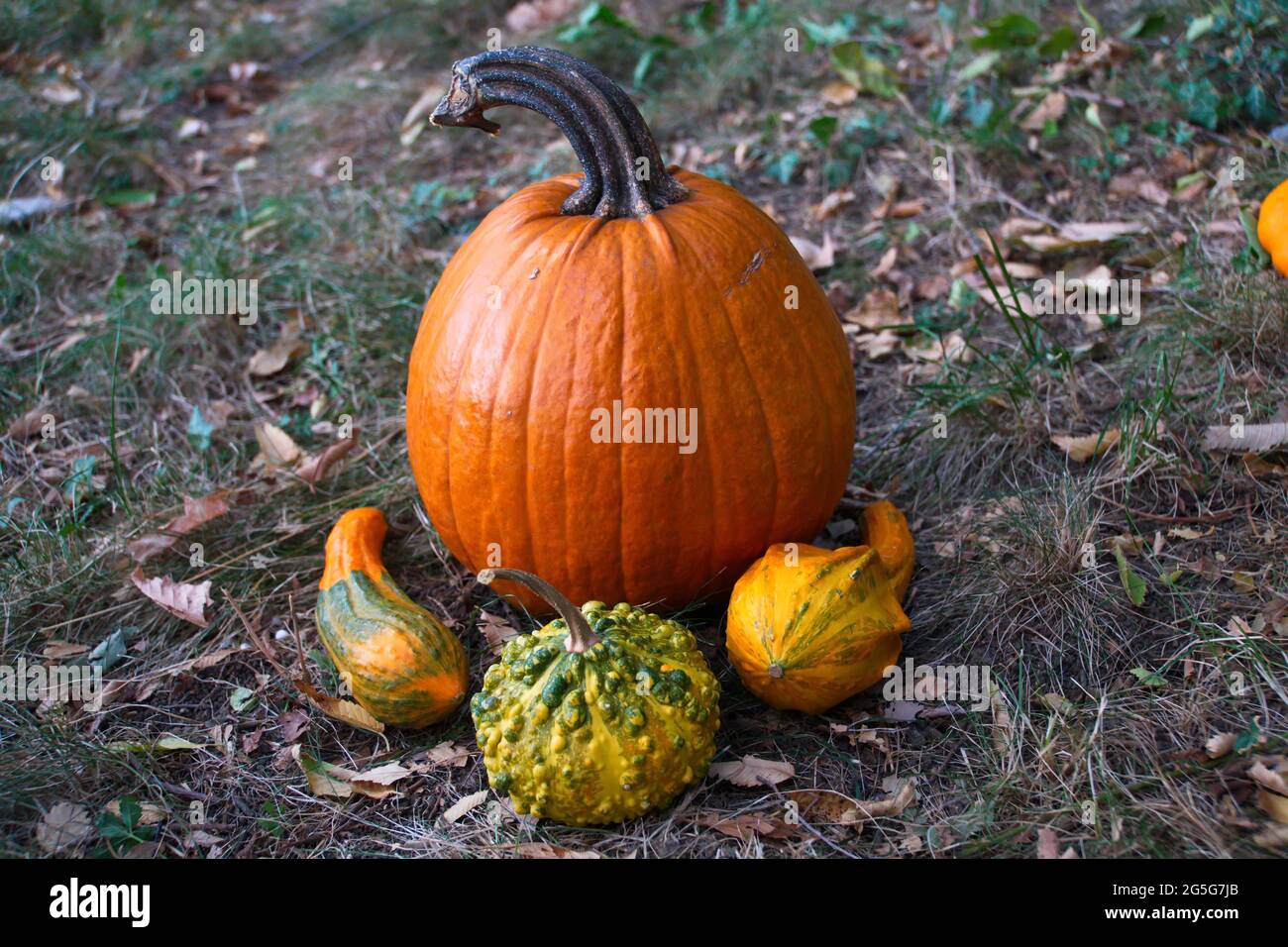Pile of pumpkins in colors on the ground Stock Photo - Alamy