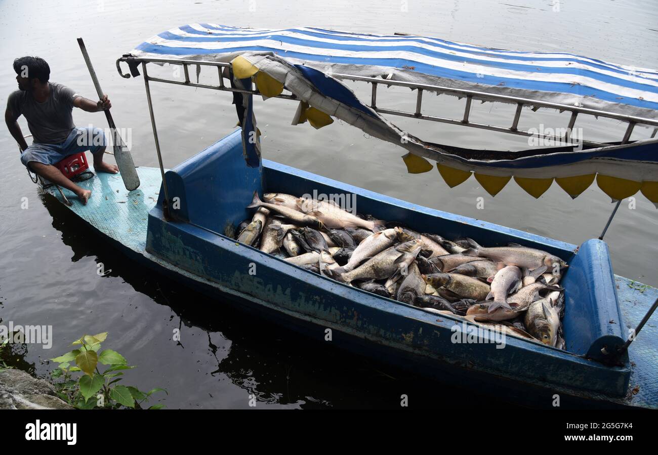 Guwahati, India. 27th June, 2021. Workers collect fishes from the ...