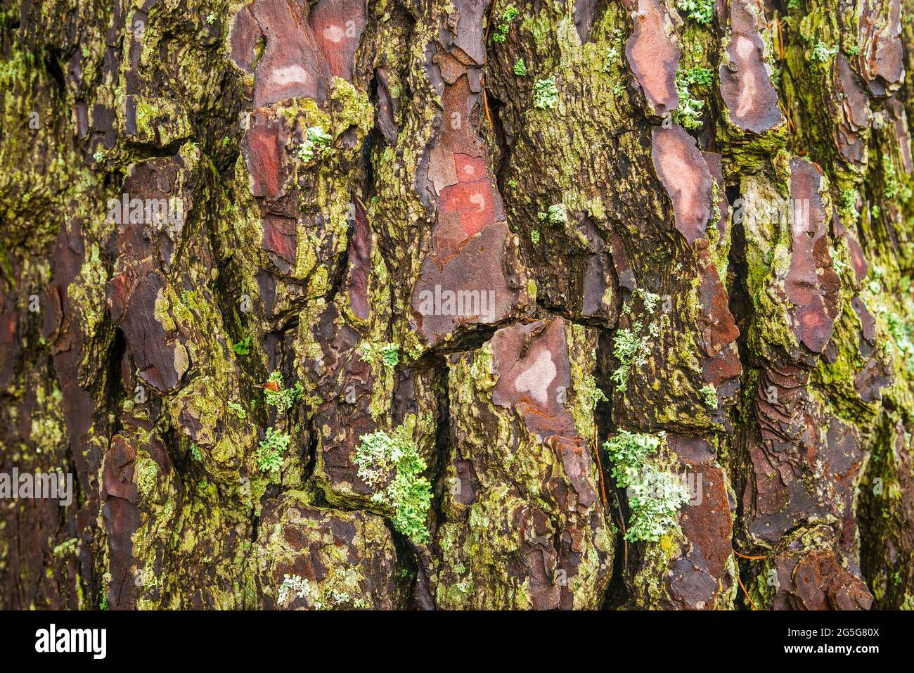 Pine tree trunk Stock Photo - Alamy