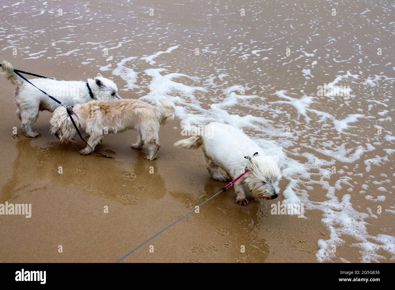 Windy day funny hi-res stock photography and images - Alamy