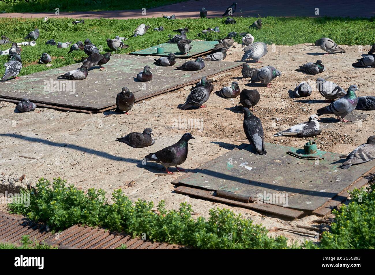 Pigeon droppings on street hi-res stock photography and images - Alamy