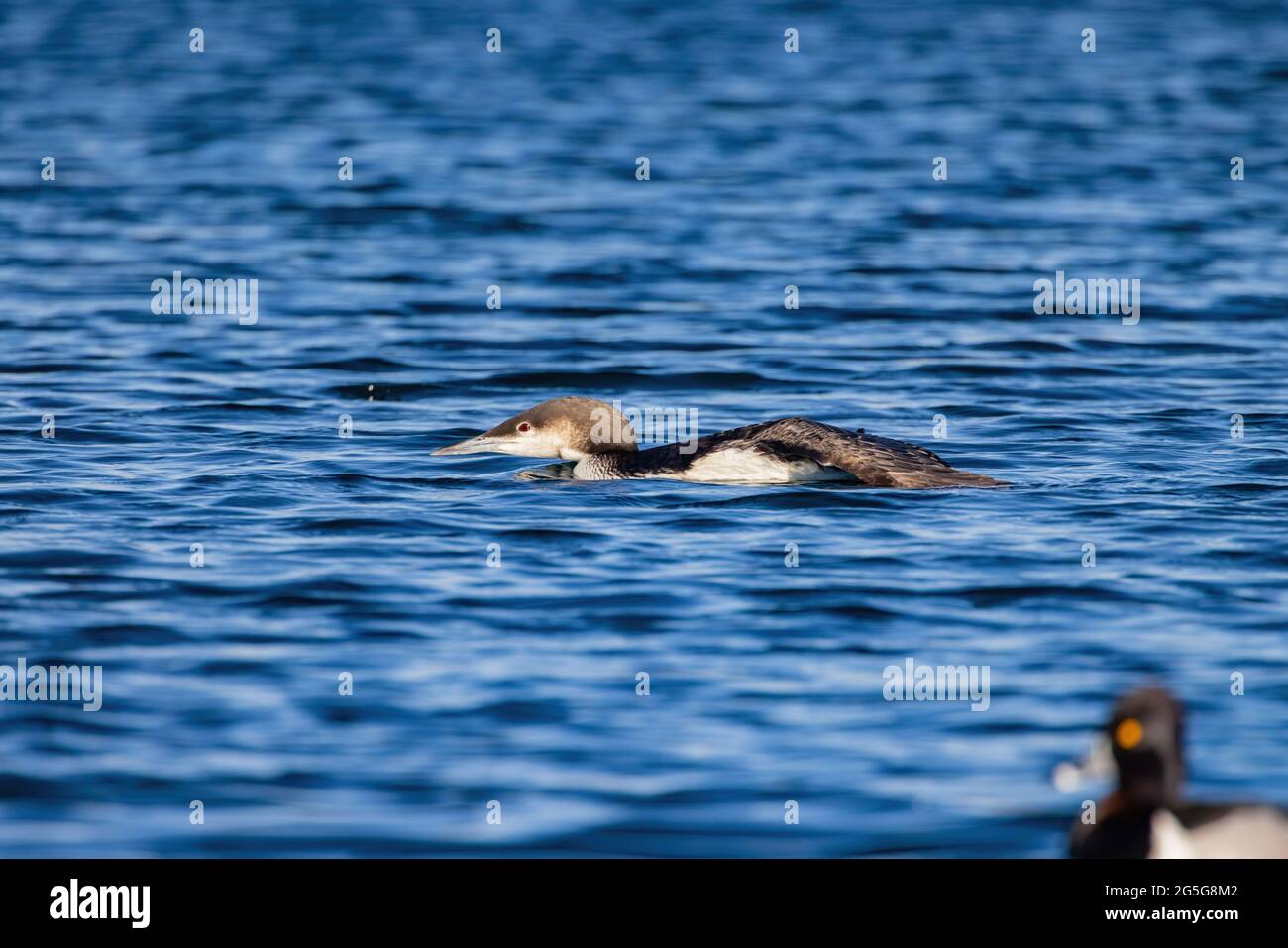 Non breeding or immature common loon hi-res stock photography and ...