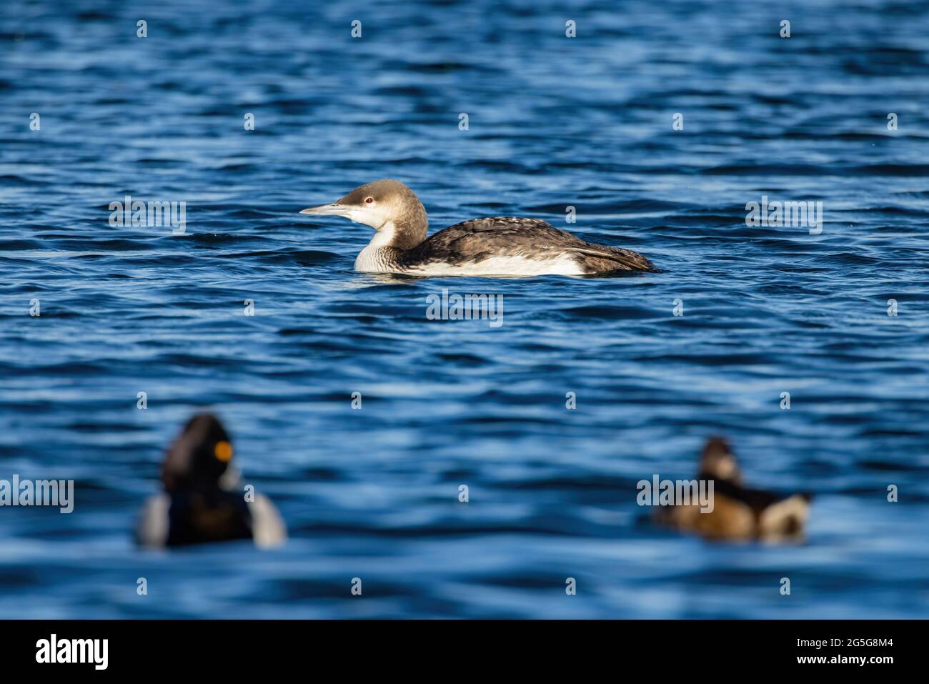 Non breeding or immature common loon hi-res stock photography and ...