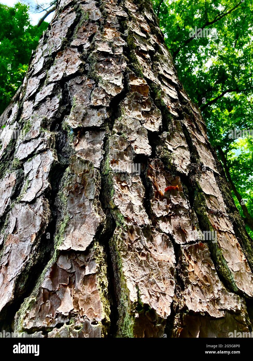 Southern yellow pine hi-res stock photography and images - Alamy