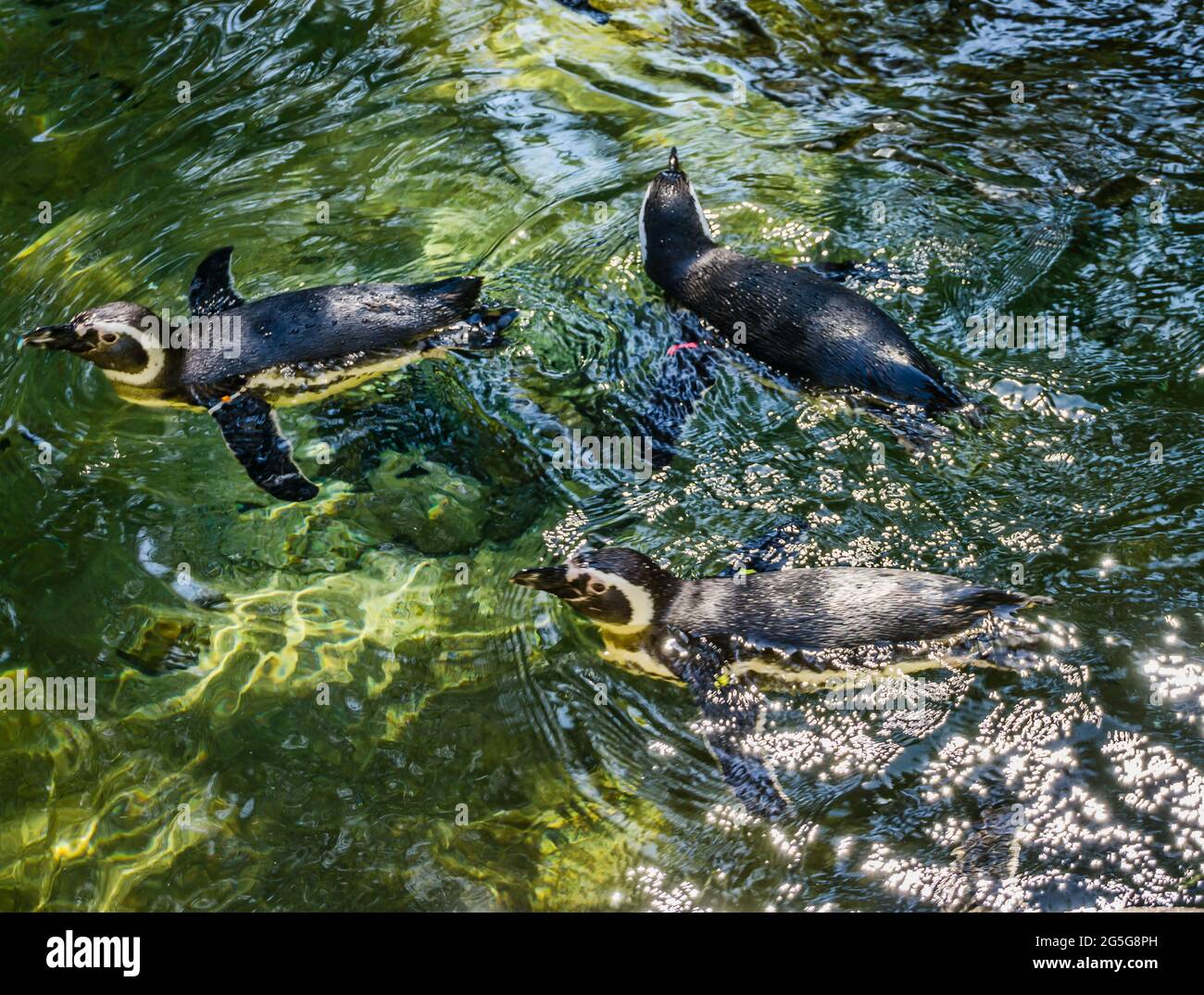 Penguins swim hi-res stock photography and images - Alamy