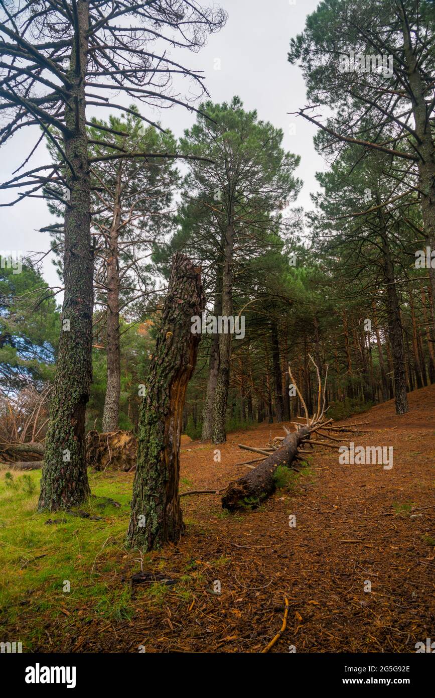 Fallen pine tree Stock Photo - Alamy