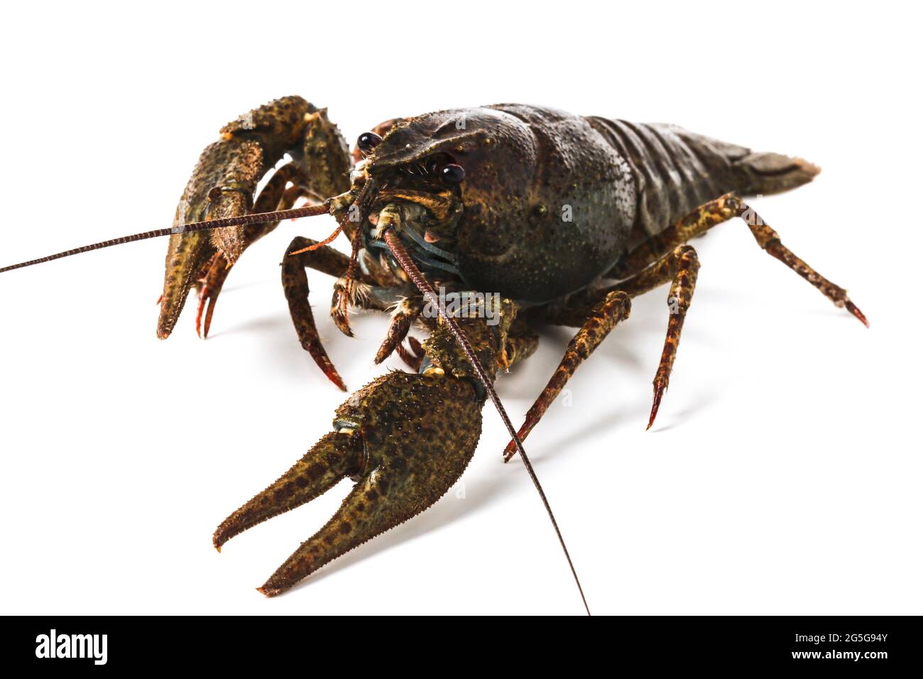 Live crayfish close up isolated on white background Stock Photo - Alamy