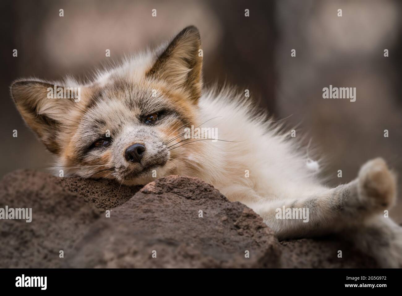Grey fox arizona hi-res stock photography and images - Alamy