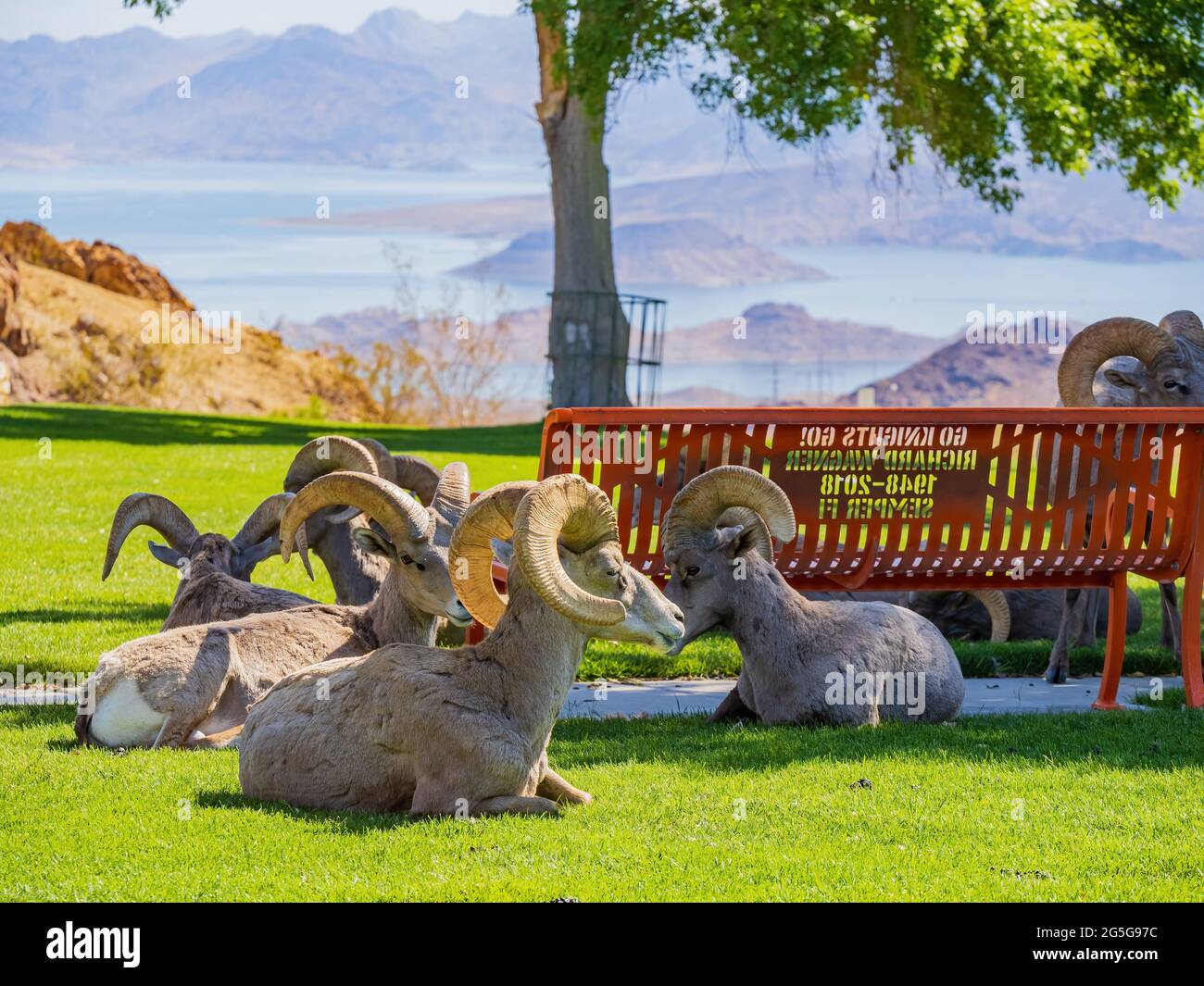 Many big horn sheep at Hemenway Park, Boulder City, Nevada Stock Photo ...
