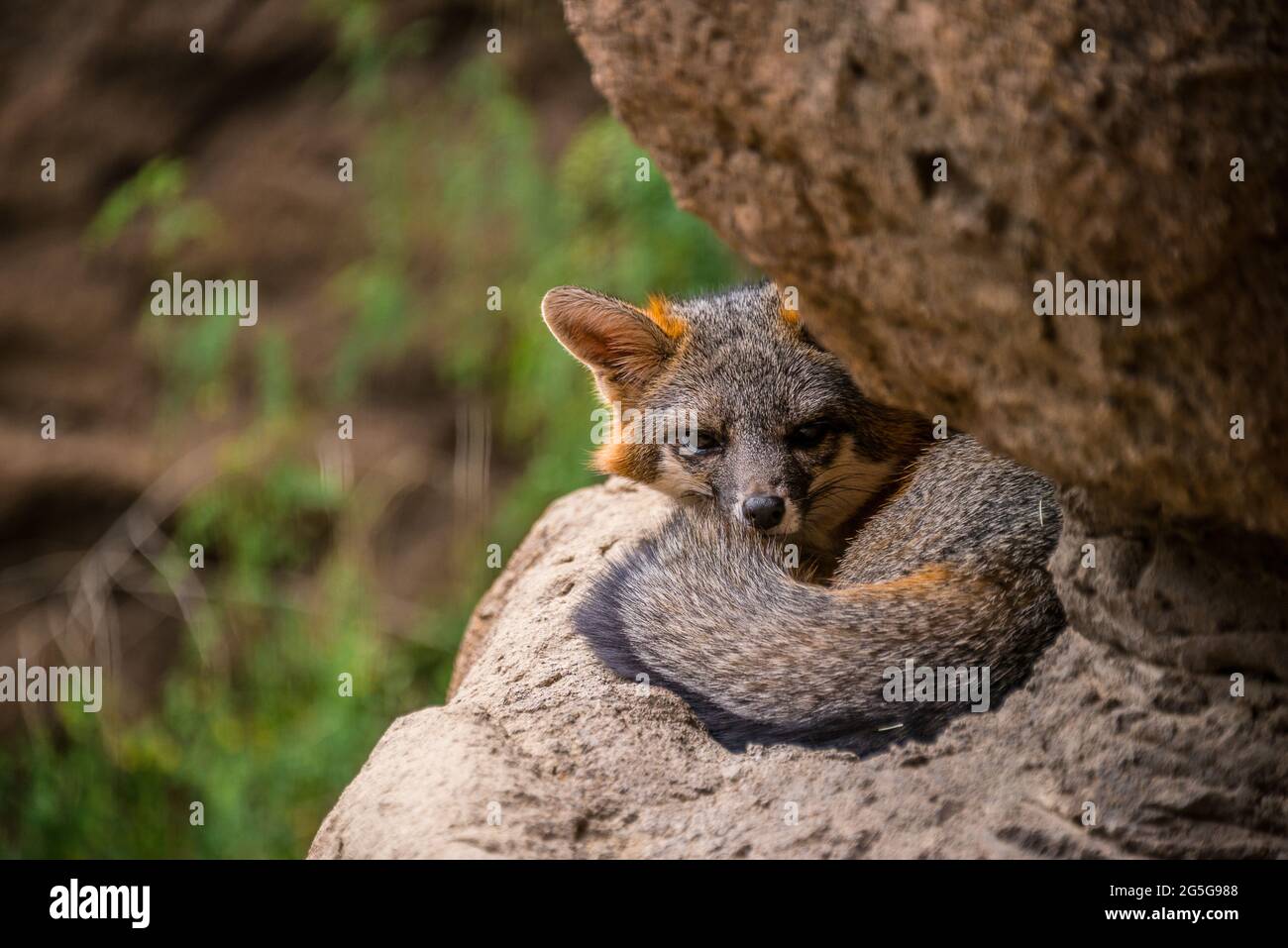 Grey fox arizona hi-res stock photography and images - Alamy