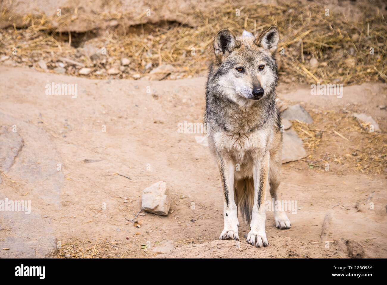 Mexican Grey Wolf Stock Photo - Alamy