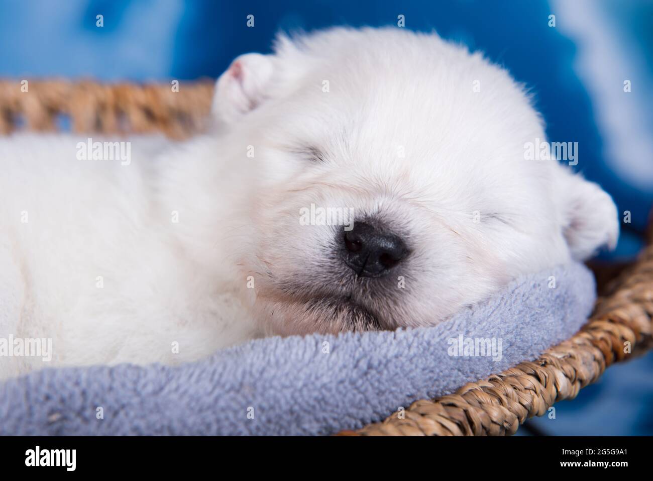 White fluffy small Samoyed puppy dog in a basket Stock Photo - Alamy