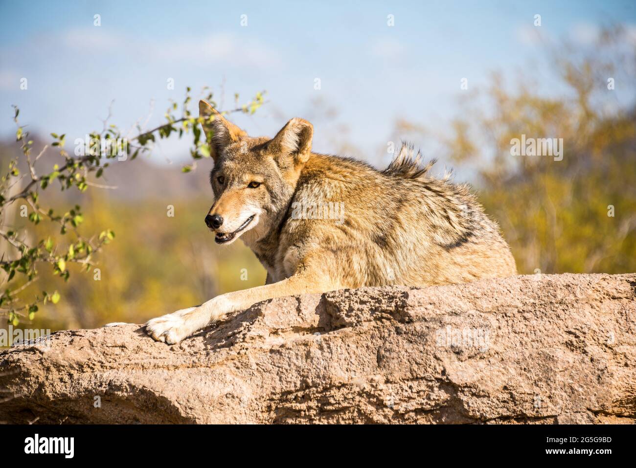 Coyote in the desert Stock Photo - Alamy