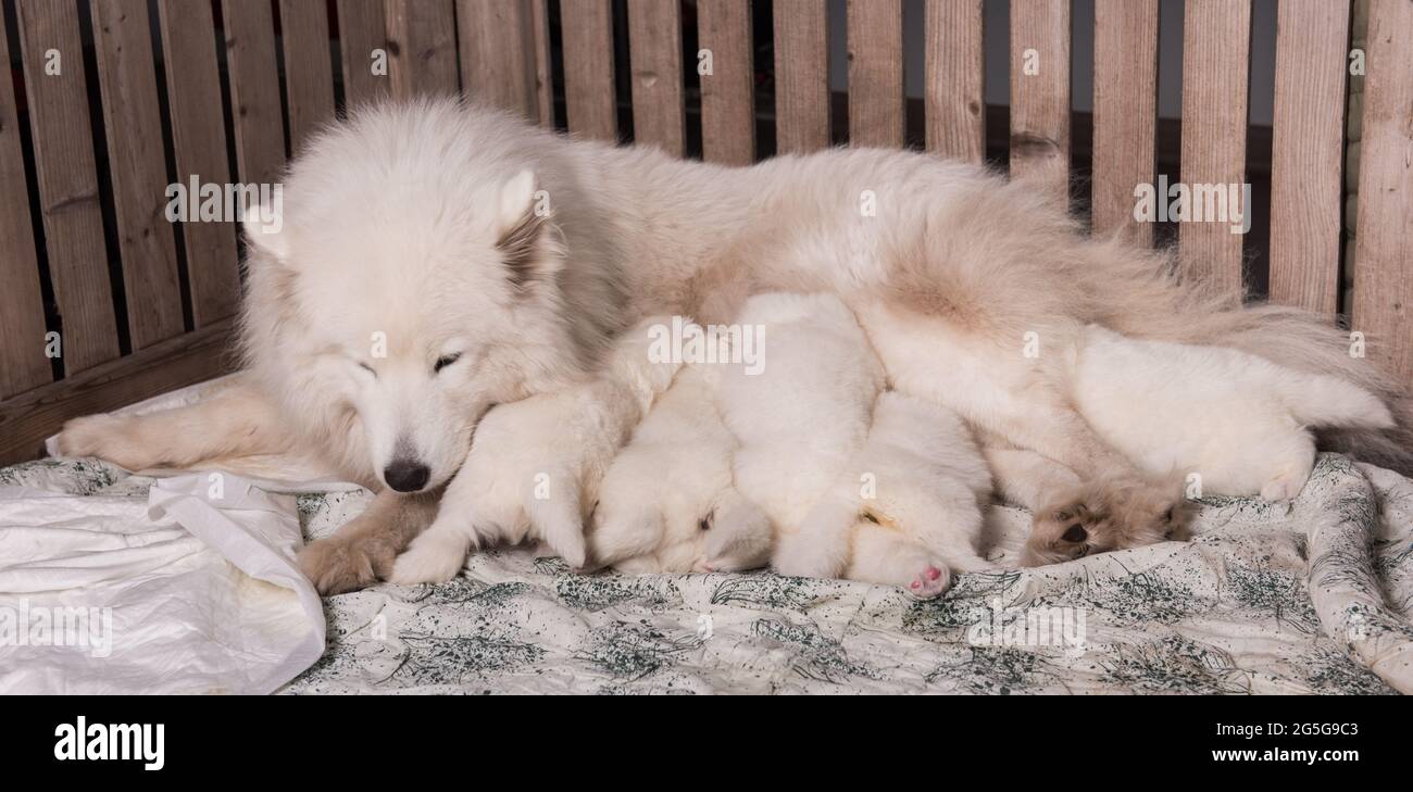 Samoyed dog mother with puppies. Puppies suckling mother Stock Photo ...
