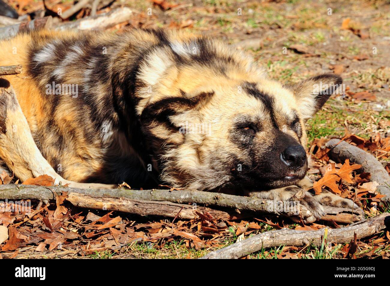 Spotted hyena pack hi-res stock photography and images - Alamy