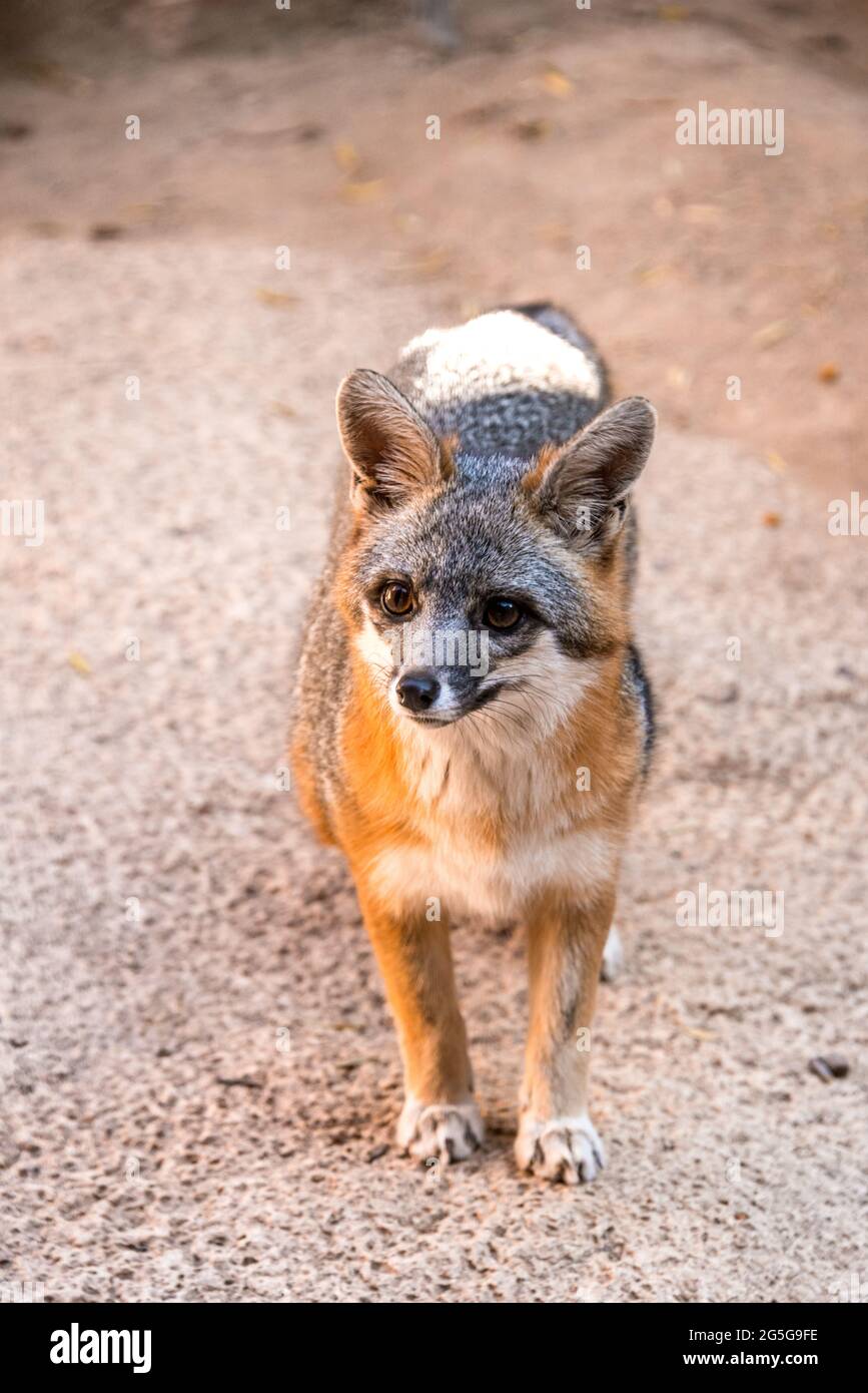 Grey fox arizona hi-res stock photography and images - Alamy