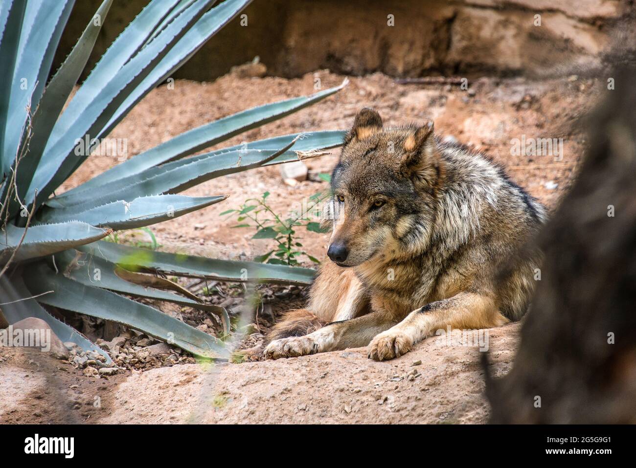 A Mexican grey Wolf Stock Photo - Alamy