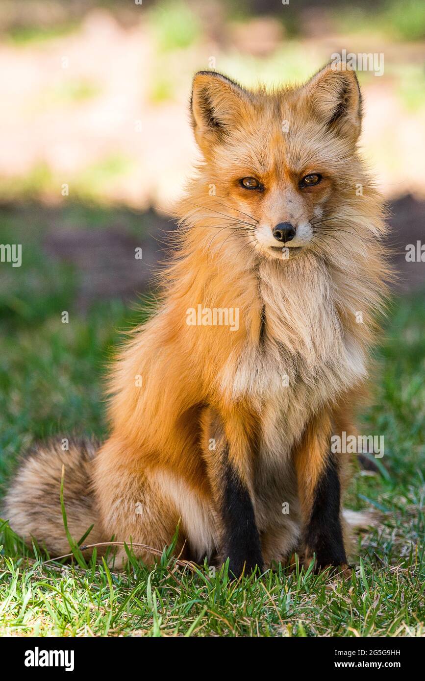 Grey fox arizona hi-res stock photography and images - Alamy