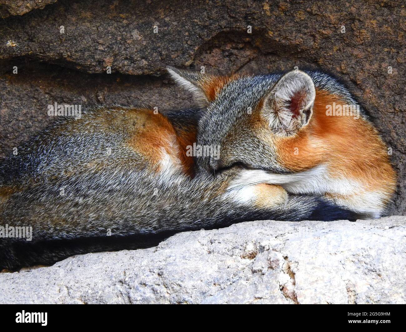 Grey fox arizona hi-res stock photography and images - Alamy