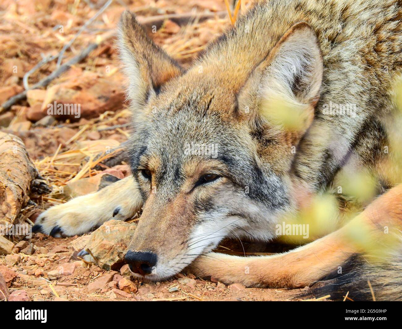 Coyote in the desert Stock Photo - Alamy