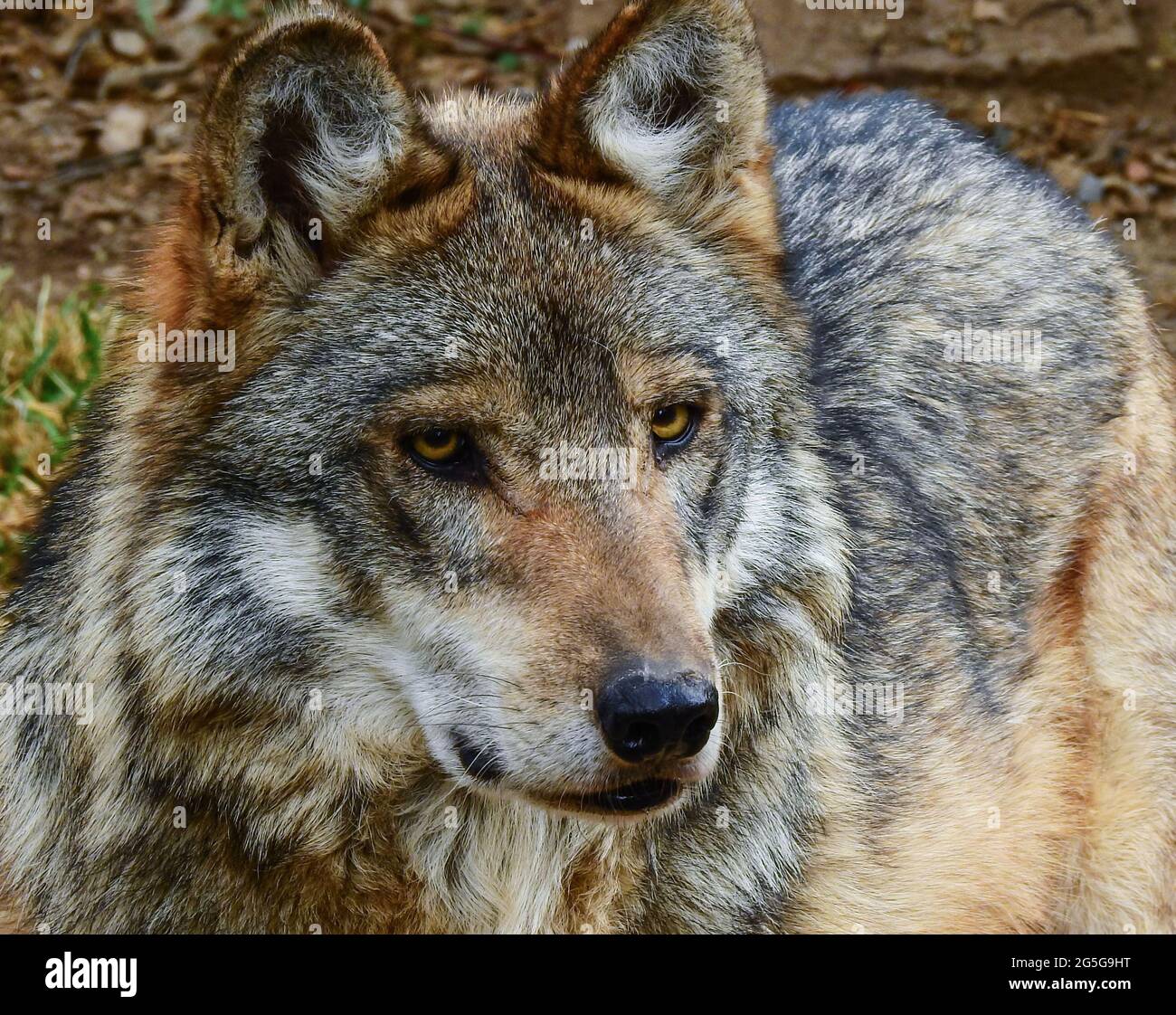 A Mexican grey Wolf Stock Photo - Alamy