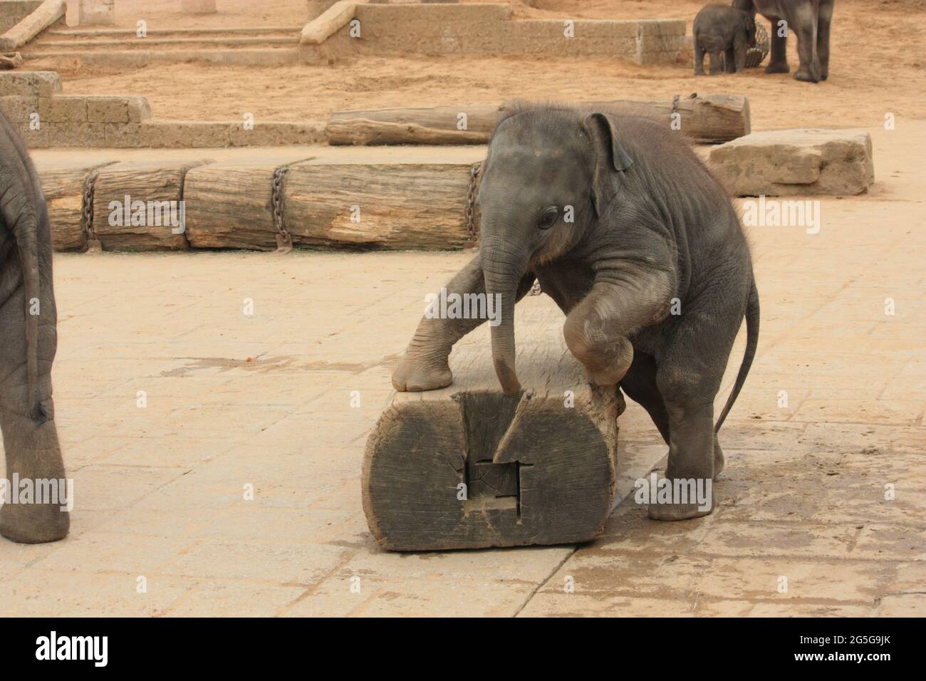 baby Indian elephant playing in a zoo Stock Photo - Alamy