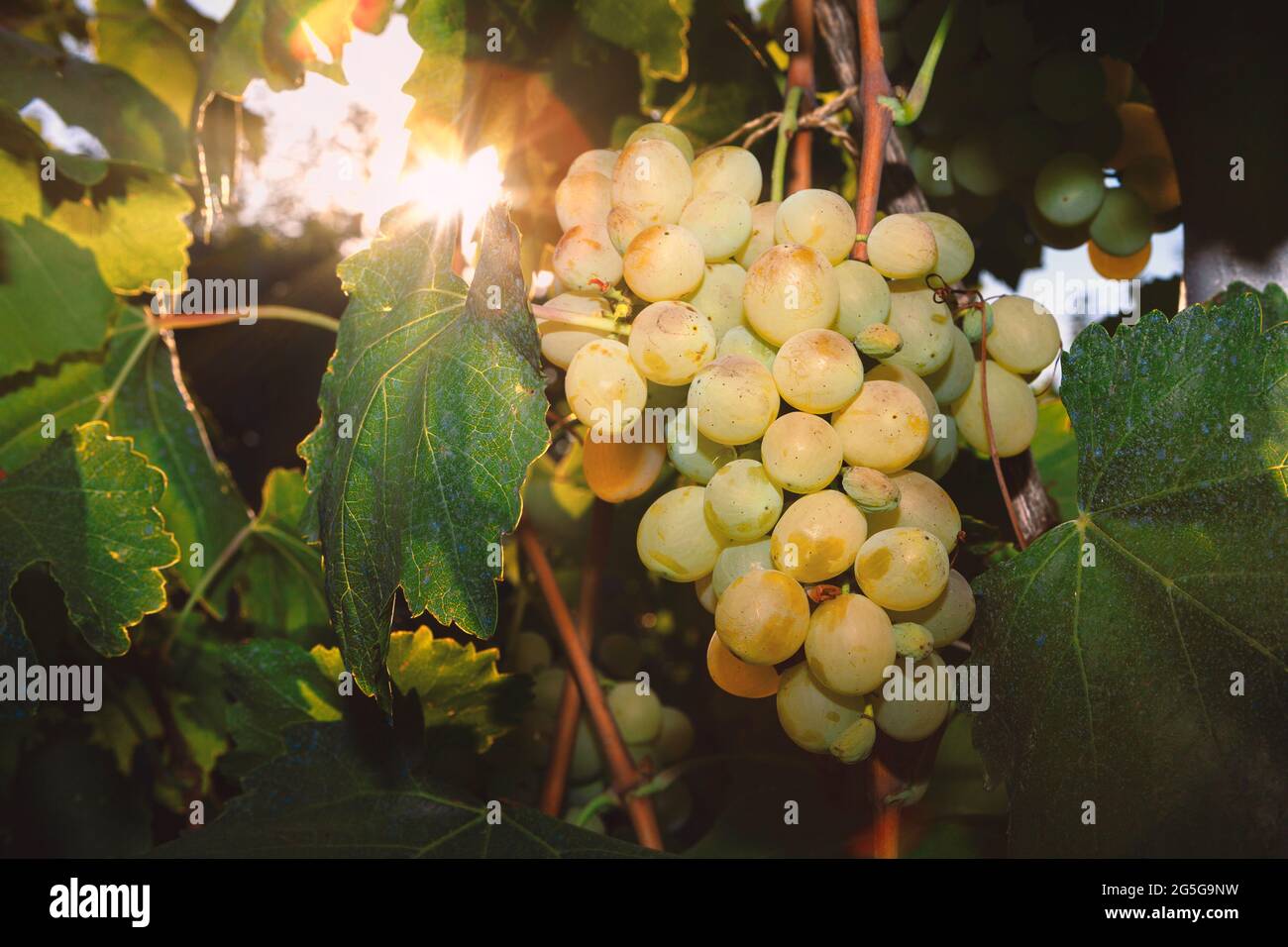 Riesling Grapes with sun rays . Riesling grape produces an aromatic ...